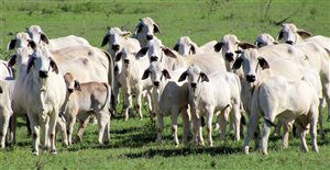 Australia's Premium site for advertising cattle | Cattlesales