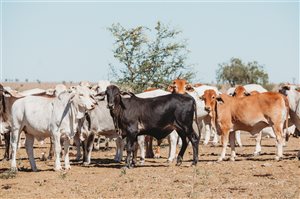 Australia's Premium site for advertising cattle | Cattlesales