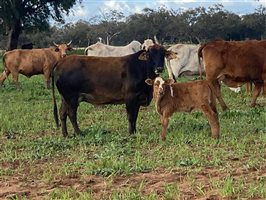 Australia's Premium site for advertising cattle | Cattlesales