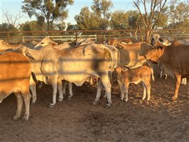 69 Brahman Cows | Listing | Cattlesales